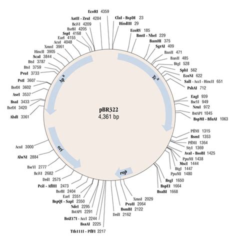 Pbr322 Vector Neb