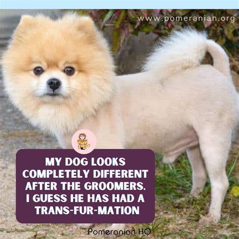 Pomeranian Memes Artofit