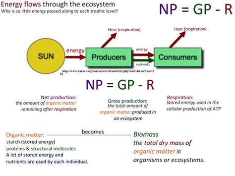 C2 Communities And Ecosystems Ib