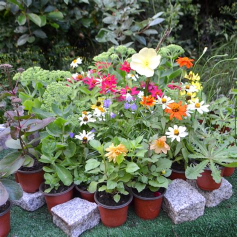 Live Plant Bundle For Tortoises Hever Tortoise World