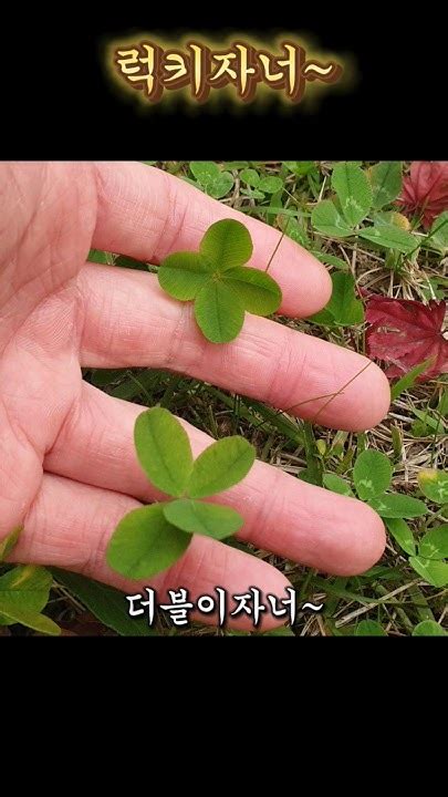 네잎클로바 더블 그리고 오잎클로바 네잎클로버 오잎클로버 산책 Youtube