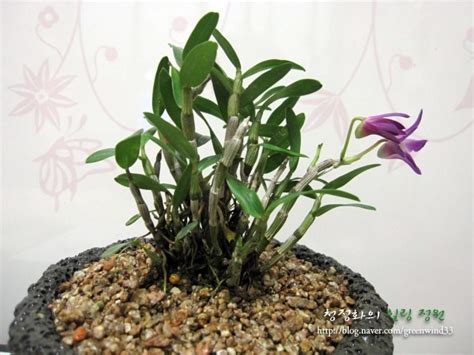 석곡 홍화석곡 잘 키우기석곡 심는 방법과 물 관리 등등 네이버 블로그