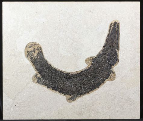 Rare 24 Fossil Gar Lepisosteus Green River Formation 50686 For Sale