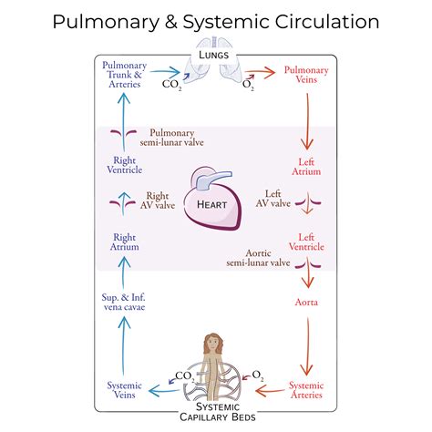 Pulmonary Circulation Pathway Flowchart