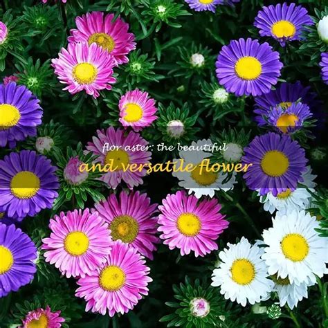 Flor Aster The Beautiful And Versatile Flower Shuncy