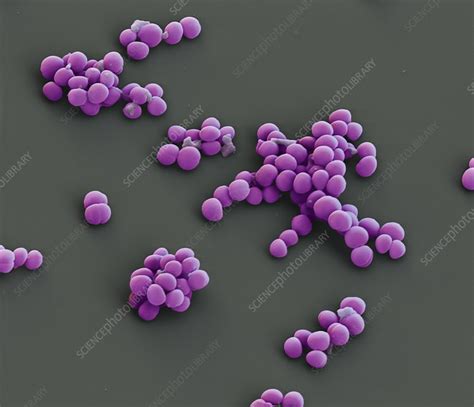 Staphylococcus Pseudintermedius Sem Stock Image C011 5118 Science Photo Library