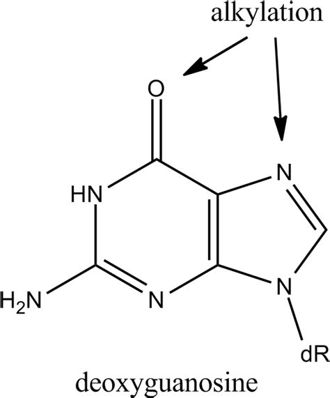 Download Alkylation Guanine Alkylation Of N7 Guanine Clipart Png