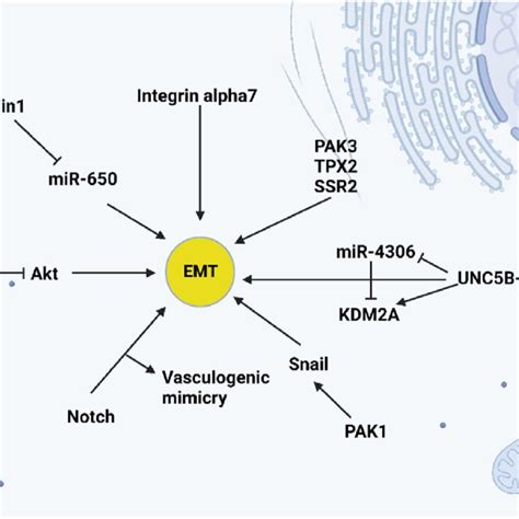 The Role Of Non Coding Rnas In Emt Regulation In Hcc Download