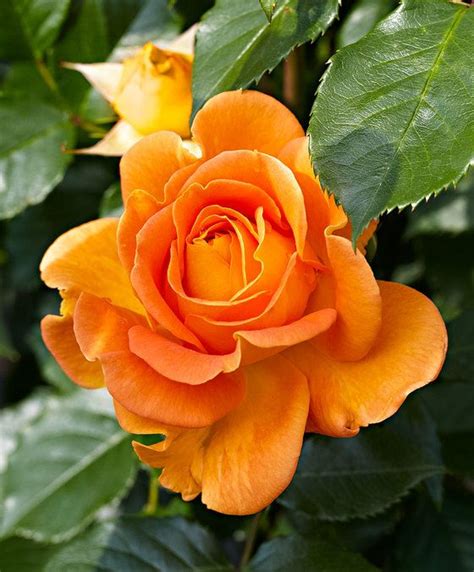 Popínavá růže 'Jamie' | Klimroos, Klimrozen, Oranje bloemen