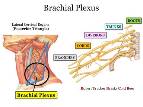 Brachial Plexus