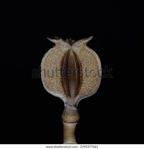 Dissected Seed Pod 로열티 프리 이미지 스톡 사진 Shutterstock
