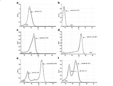 Melting Curve Analysis Showing The Melting Temperature Peaks Tm Of Download Scientific