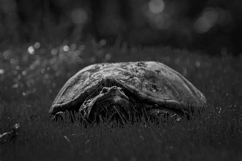 Front View Close Up Of Giant Snapping Turtle Looking Up With Texture