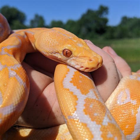 Albino Reticulated Python