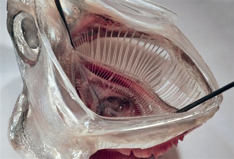 “natural” Microplastic Filter For Washing Machines Techzle