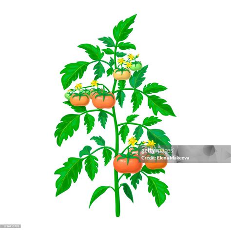 Vector Tomato Plant Illustration Isolated On White Background Healthy