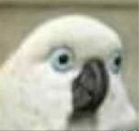 Pcm Tries To Have Sex R Politicalcompassmemes