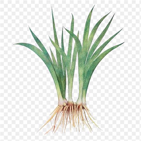 Grass Root Images Free Photos Png Stickers Wallpapers And Backgrounds