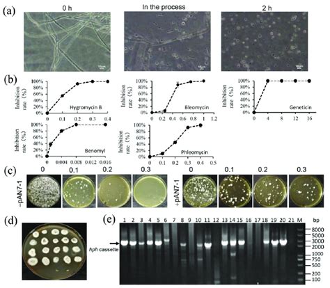 Establishment Of The Protoplast Mediated Transformation System For C