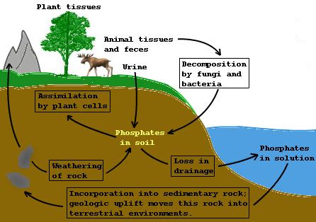 The Nitrogen And Phosphorus Cycle The Box Jellyfish