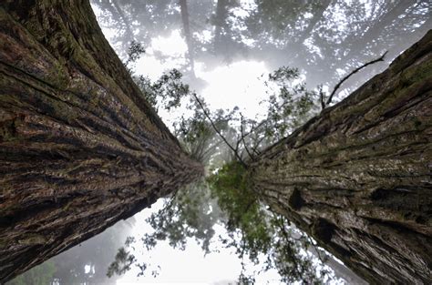 Hyperion The Worlds Tallest Tree Tales By Trees