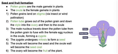 Biology Igcse Topic 3 Notes Reproduction And Inheritance Flashcards