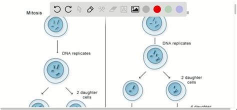 solved meiosis is a necessary part of sexual reproduction because it