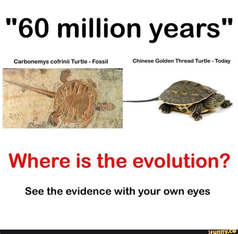 60 Million Years Carbonemys Cofrinii Turtle Fossil Chinese Golden
