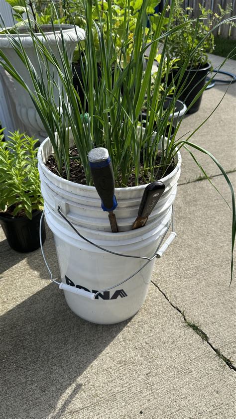 Stuck Bucket Rvegetablegardening