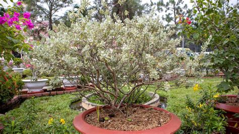 Does Texas Sage Have Invasive Roots