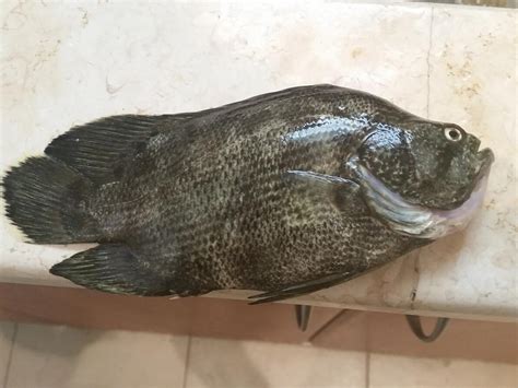 中西非（几内亚湾）常见海鱼汇总 哔哩哔哩