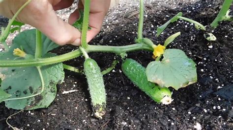 How To Prune Cucumber Plants Simple Trimming Tips Artofit