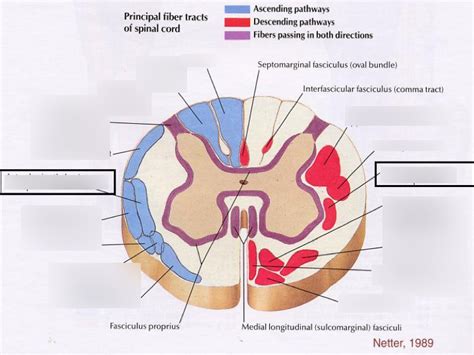 Spinotectal Tract
