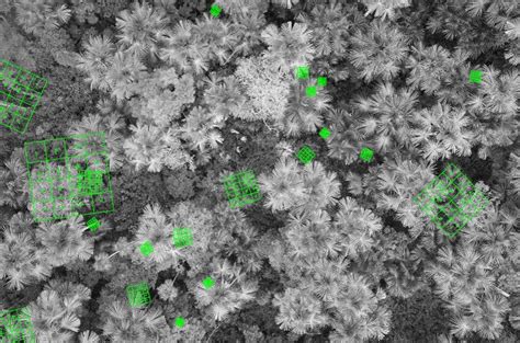 Sift Features Computation Over An Aerial Image Acquired In A Forest