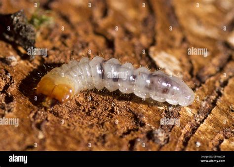 Longhorn Beetles Long Horned Beetles Cerambycidae Larva Germany