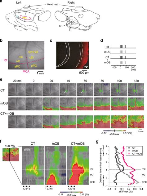 In Vivo Voltage Sensitive Dye Vsd Imaging Of The Cerebral Cortex A Download Scientific