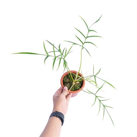 Philodendron Polypodioides Tropical Vines