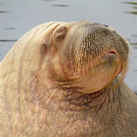 Marine Biologist Shows Off Some Of The Cool Sounds A Walrus Can Make