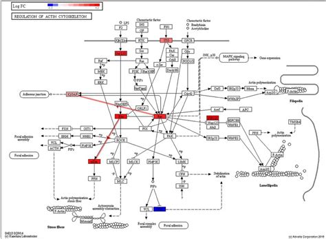The Regulation Of Actin Cytoskeleton Obtained From The Kegg Pathways Download Scientific