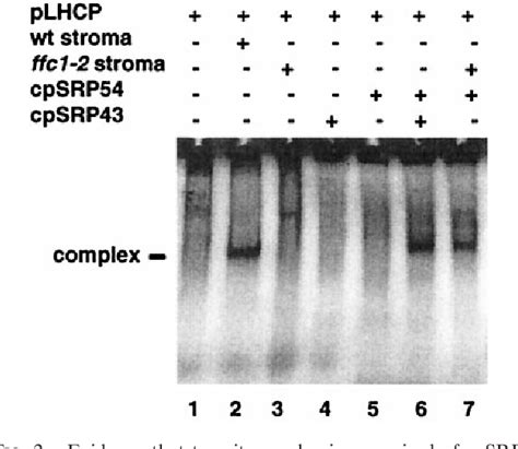 Figure 2 From A Novel Signal Recognition Particle Targets Light