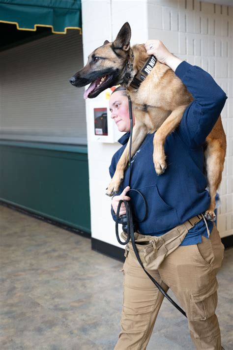 dvids images joint k9 training simulates real world events [image 5 of 7]