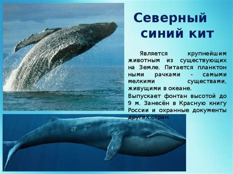 Кит - подробное описание животного, где обитает, чем питается