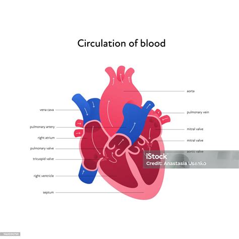 심장 해부학 인포그래픽 차트 벡터 그라데이션 색상 그림입니다 혈액 Cerculation 화살표 해부학 적 다이어그램과 내부 장기 단면 의료 심장학 교육을위한 디자인 관상