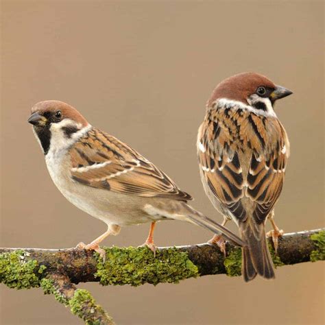 All About The Tree Sparrow Gardenbird