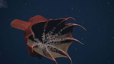 Vampire Squid Glowing