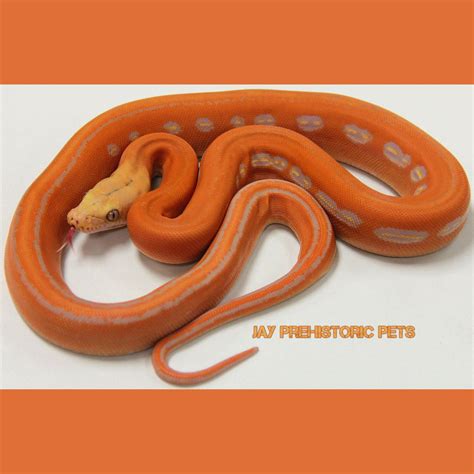 Albino Sunfire Reticulated Python Albino Sunfire Reticulated Python