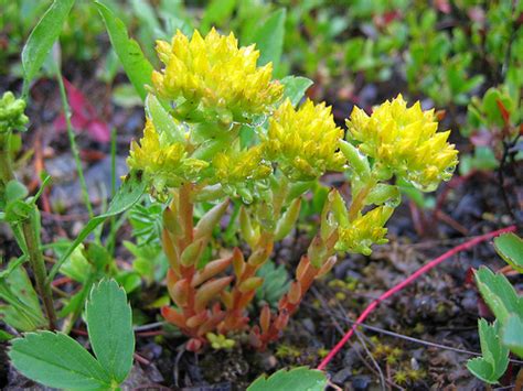 Stonecrop Sedum Spp