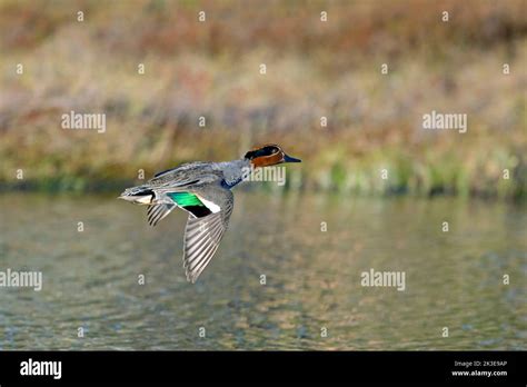 Eurasian Teal Common Teal Eurasian Green Winged Teal Anas Crecca