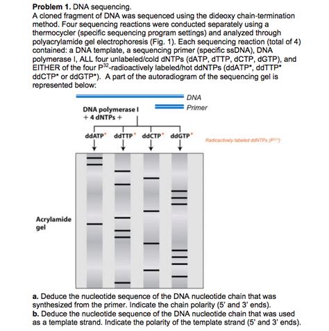 Solved Problem 1 Dna Sequencing A Cloned Fragment Of Dna