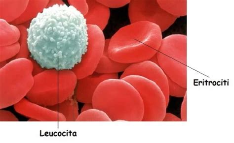 Richiedi Informazioni